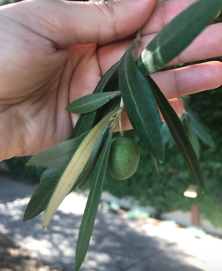 Explore the Rich History of the Olive Branch – OLIVO AMIGO