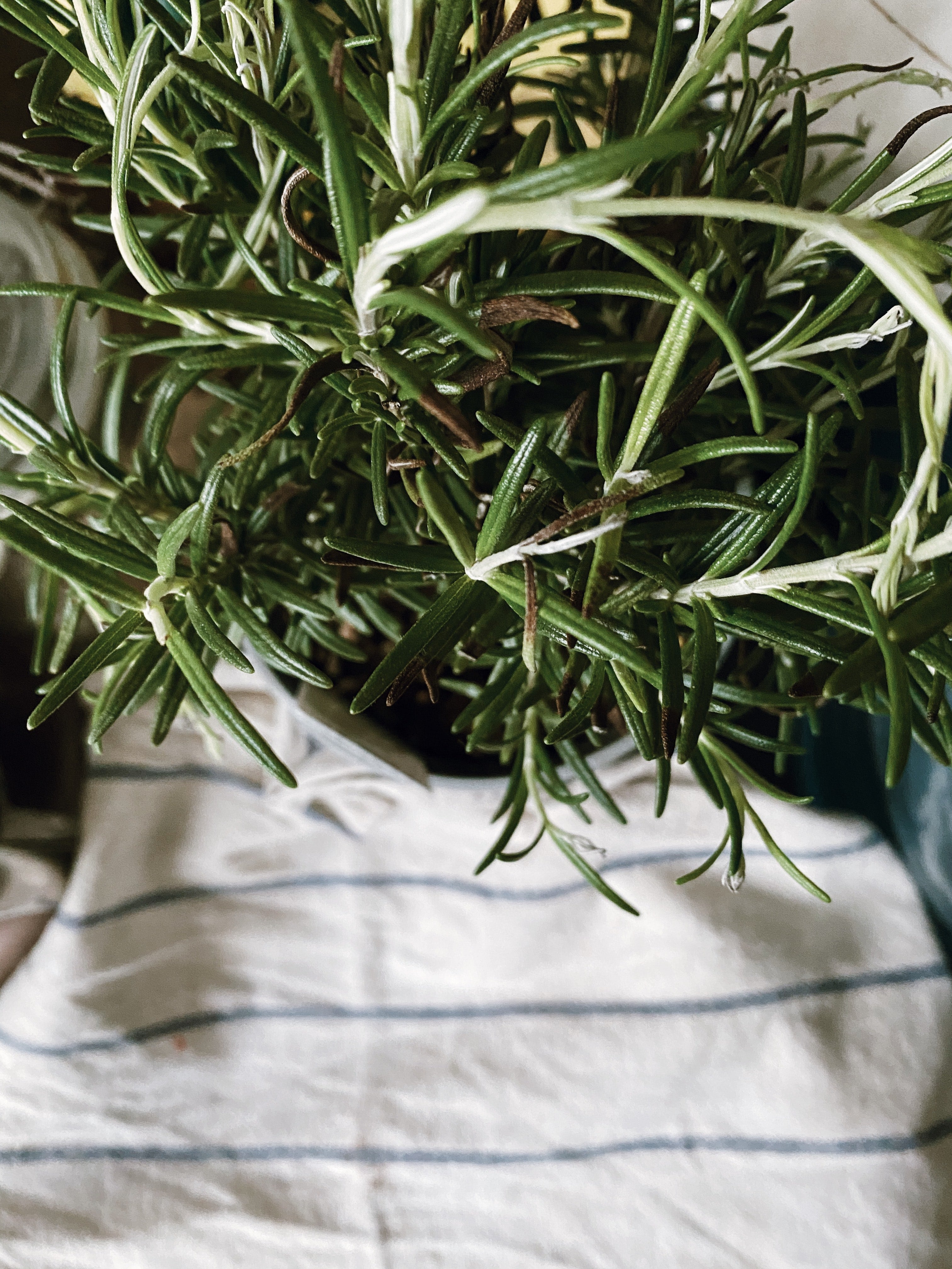 Health Benefits of Rosemary – OLIVO AMIGO